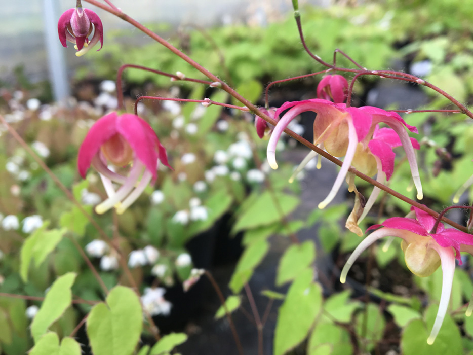 YOKIHI | Sebright Gardens