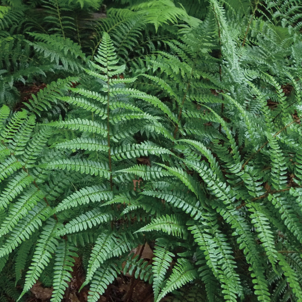 Champion’s Wood Fern - Dryopteris championii | Sebright Gardens
