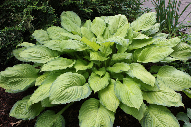 Yesterday's Memories | Sebright Gardens