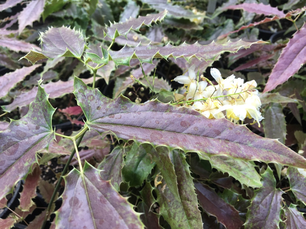 SPINY LEAF FORM | Sebright Gardens