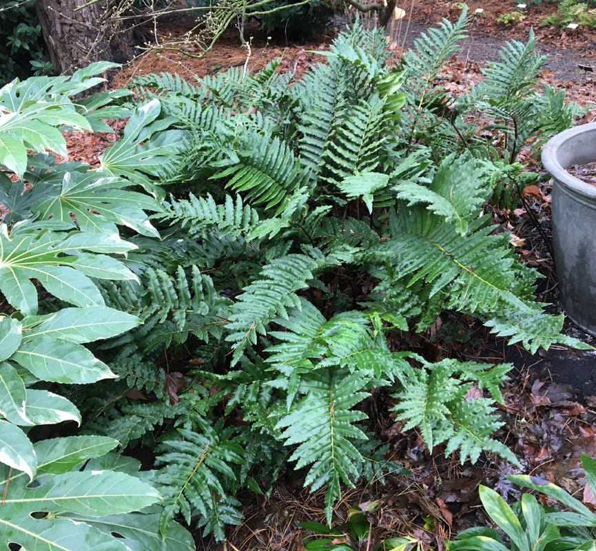 Chilean Palm Fern - Blechnum chilense | Sebright Gardens