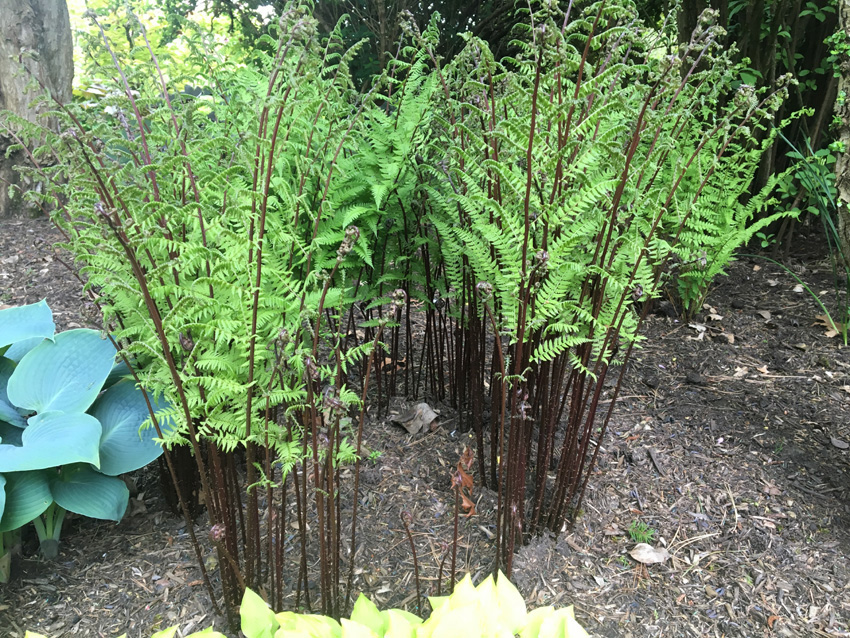 Lady in Red Fern - Athyrium angustum forma rubellum | Sebright Gardens