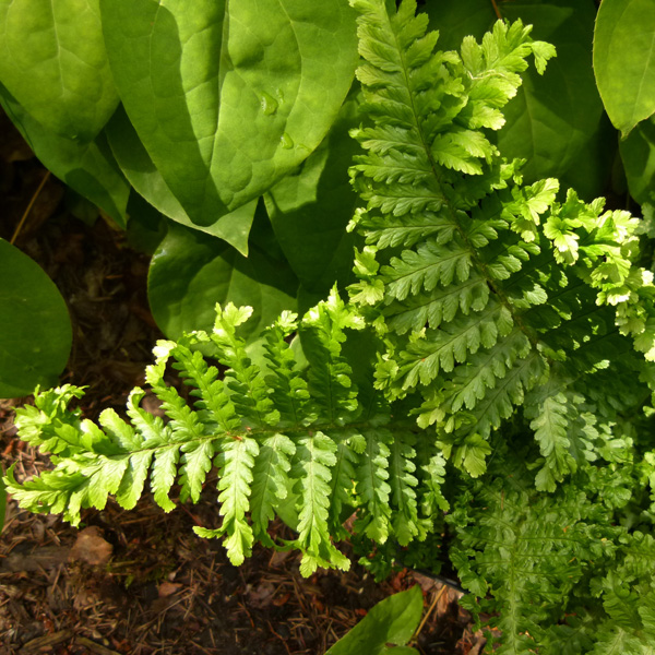 Parsley Leaf Male Fern - Dryopteris filix-mas 'Parsley' ('Fluctuosa ...
