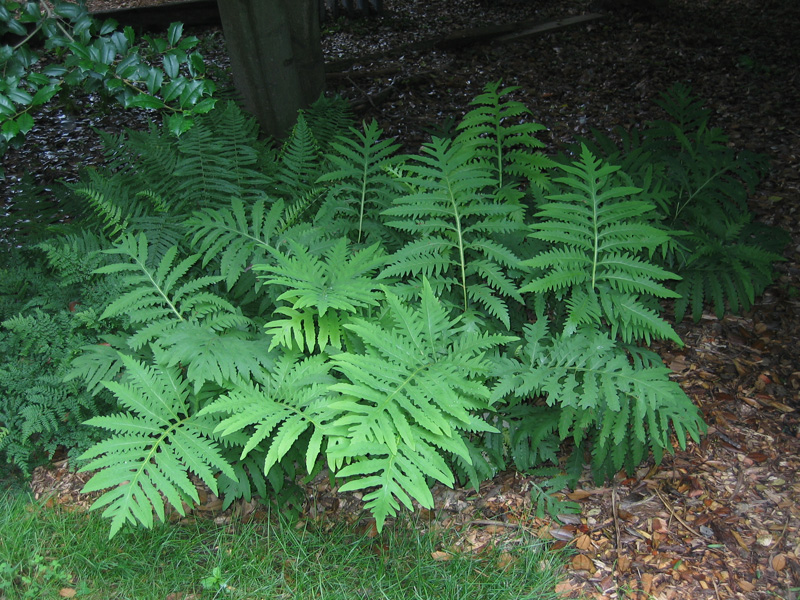 Sensitive Fern - Onoclea sensibilis | Sebright Gardens