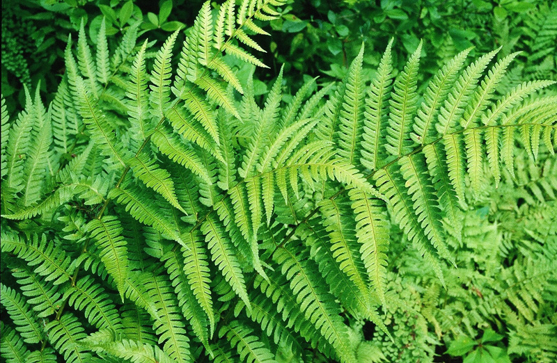 Southern Wood Fern - Dryopteris ludoviciana | Sebright Gardens