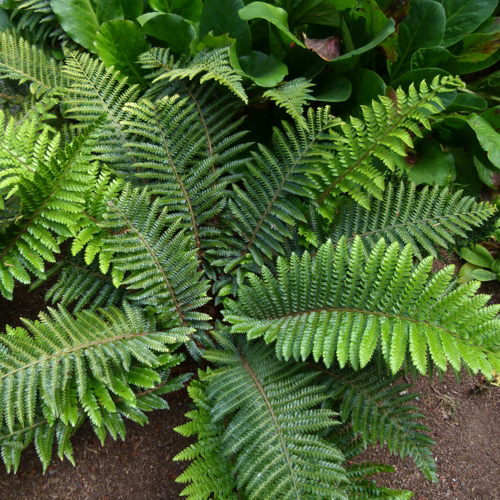 Tassel Fern - Polystichum polyblepharum | Sebright Gardens