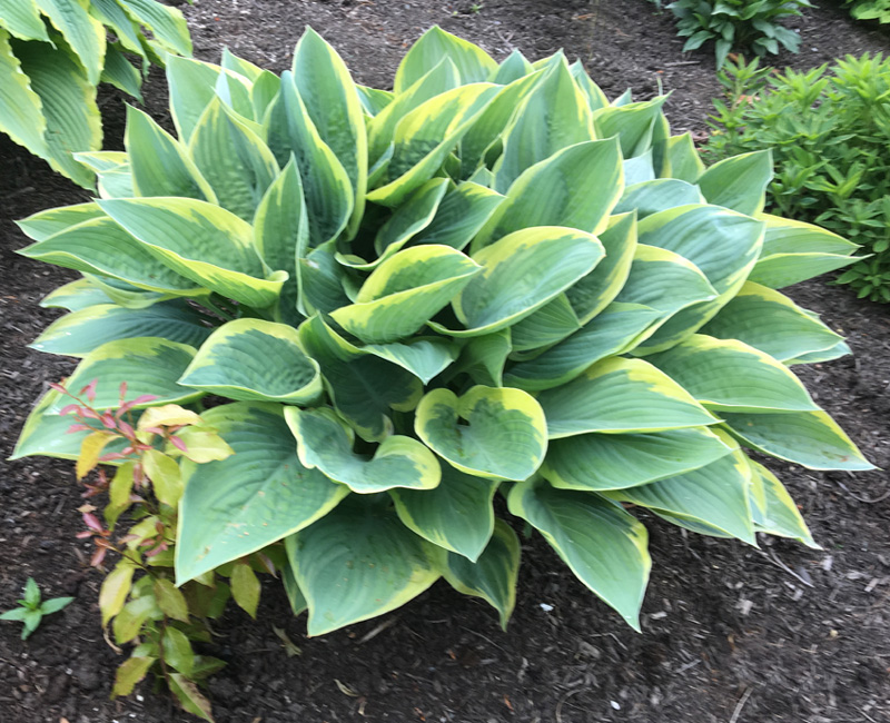 BATTLE STAR | Sebright Gardens