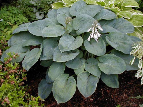 BLUE GIANT | Sebright Gardens