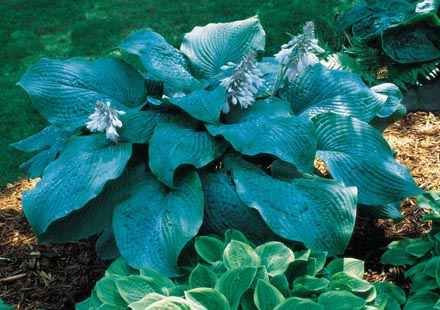 BLUE MAMMOTH | Sebright Gardens