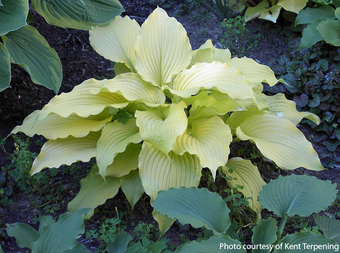 DANCING QUEEN | Sebright Gardens