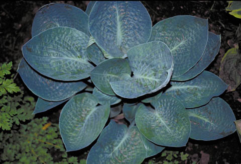 DEEP BLUE SEA | Sebright Gardens