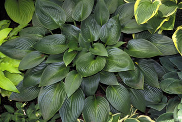 DEVON GREEN | Sebright Gardens