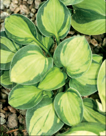 HOLY MOUSE EARS | Sebright Gardens