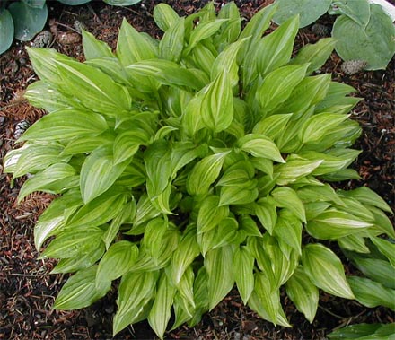 INAHO (KISUJI) | Sebright Gardens