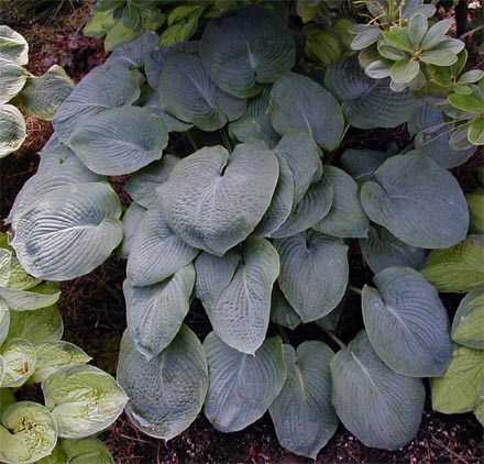 LAKEPORT BLUE | Sebright Gardens