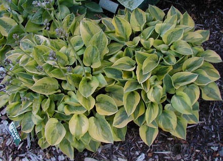 RADIANT EDGER | Sebright Gardens