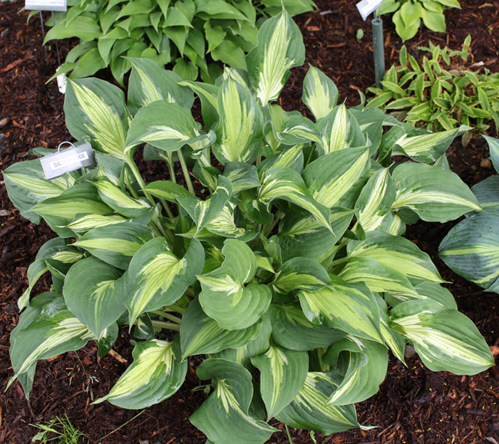 SILVER LODE | Sebright Gardens