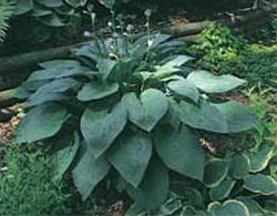 WHEATON BLUE | Sebright Gardens